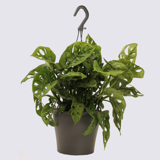 MONSTERA MONKEY MASK PLANT | Meadow Club