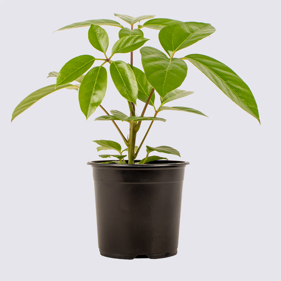 SCHEFFLERA ALPINE PLANT | Meadow Club