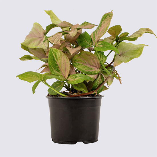SYNGONIUM PINK SHERBET PLANT | Meadow Club